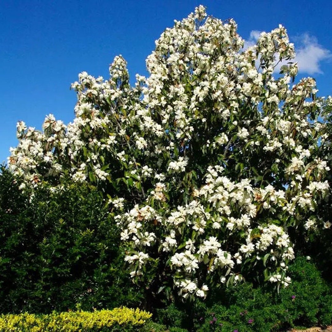Southern Magnolia 'victoria' Tree (magnolia Grandiflora) Seeds - NEW ...