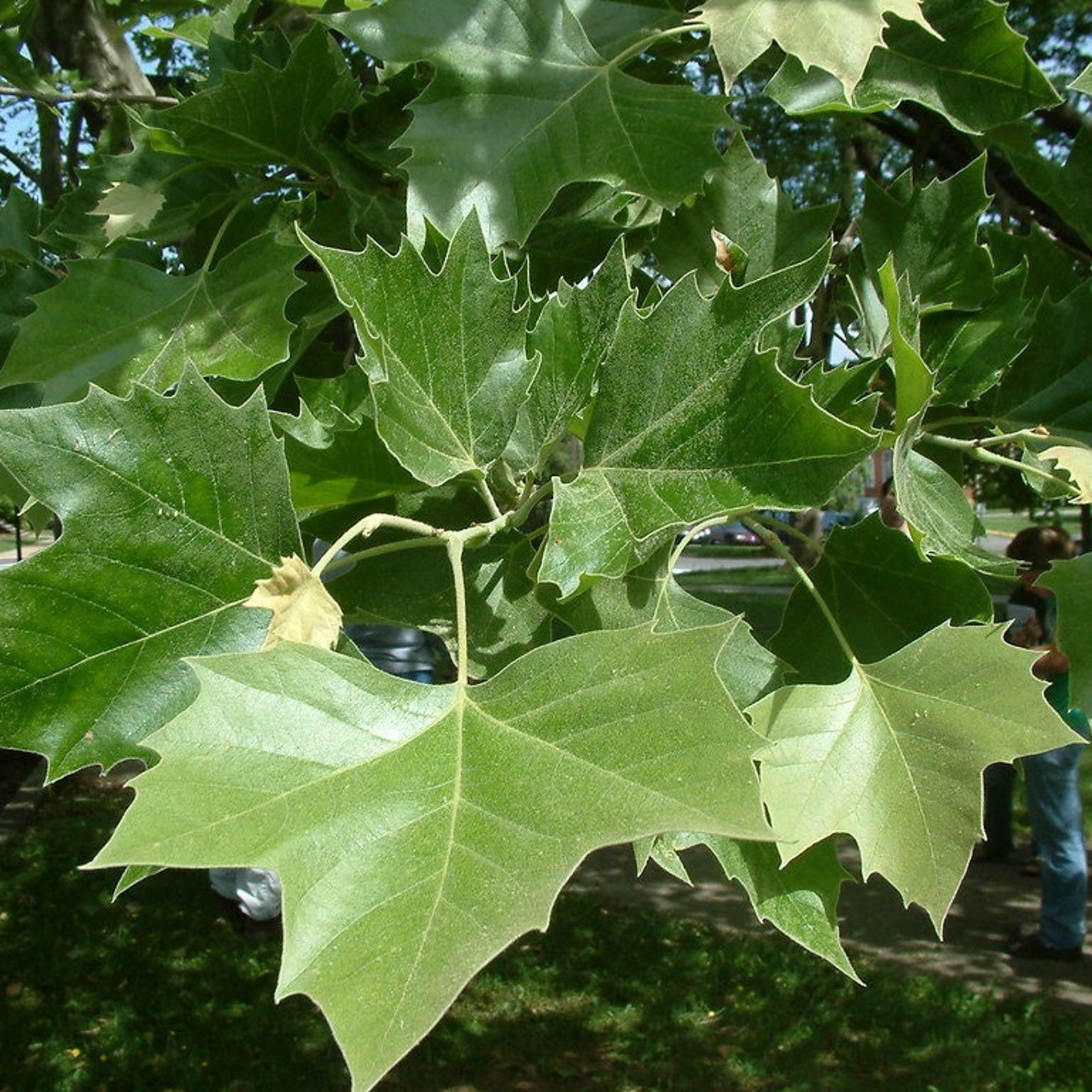 American Sycamore Tree platanus Occidentalis Seeds - Etsy American Sycamore Tree platanus Occidentalis Seeds - Etsy