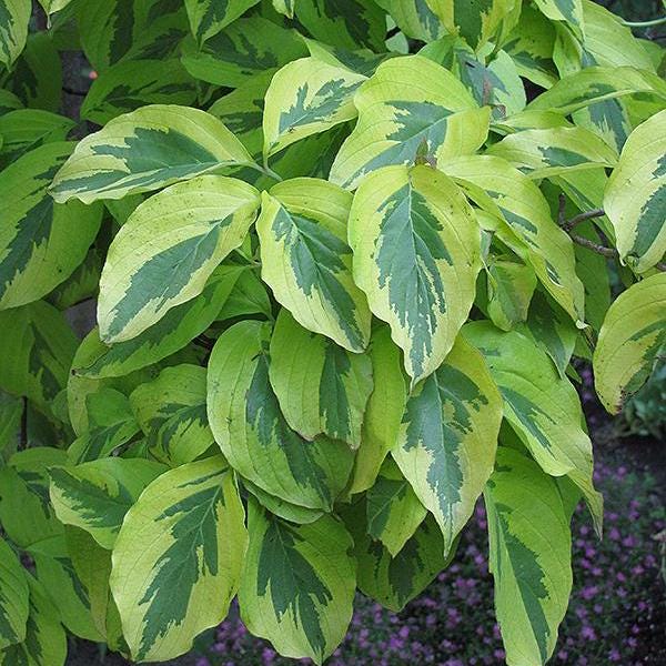 Cherokee Sunset Flowering Dogwood Tree (cornus Florida 'cherokee Sunset ...