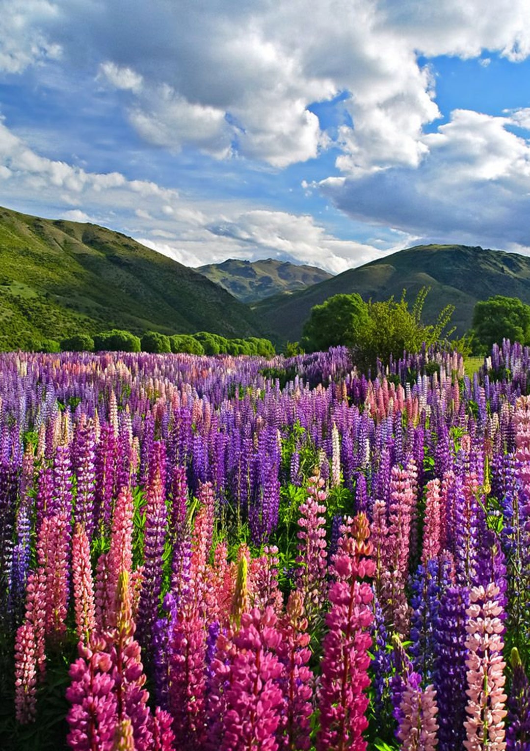 Lupine Flower (lupinus Polyphyllus) Seeds - Etsy