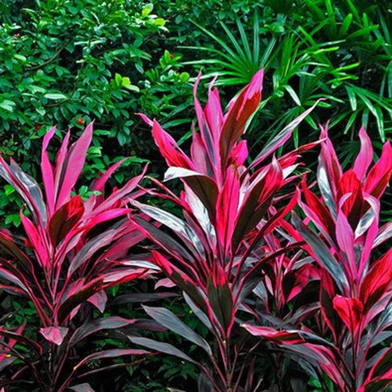 Red Sister Ti Plant - Etsy