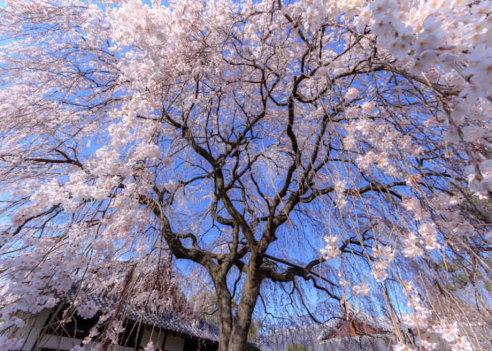 Weeping Yoshino Japanese Flowering Cherry Tree (prunus Yeodensis ...