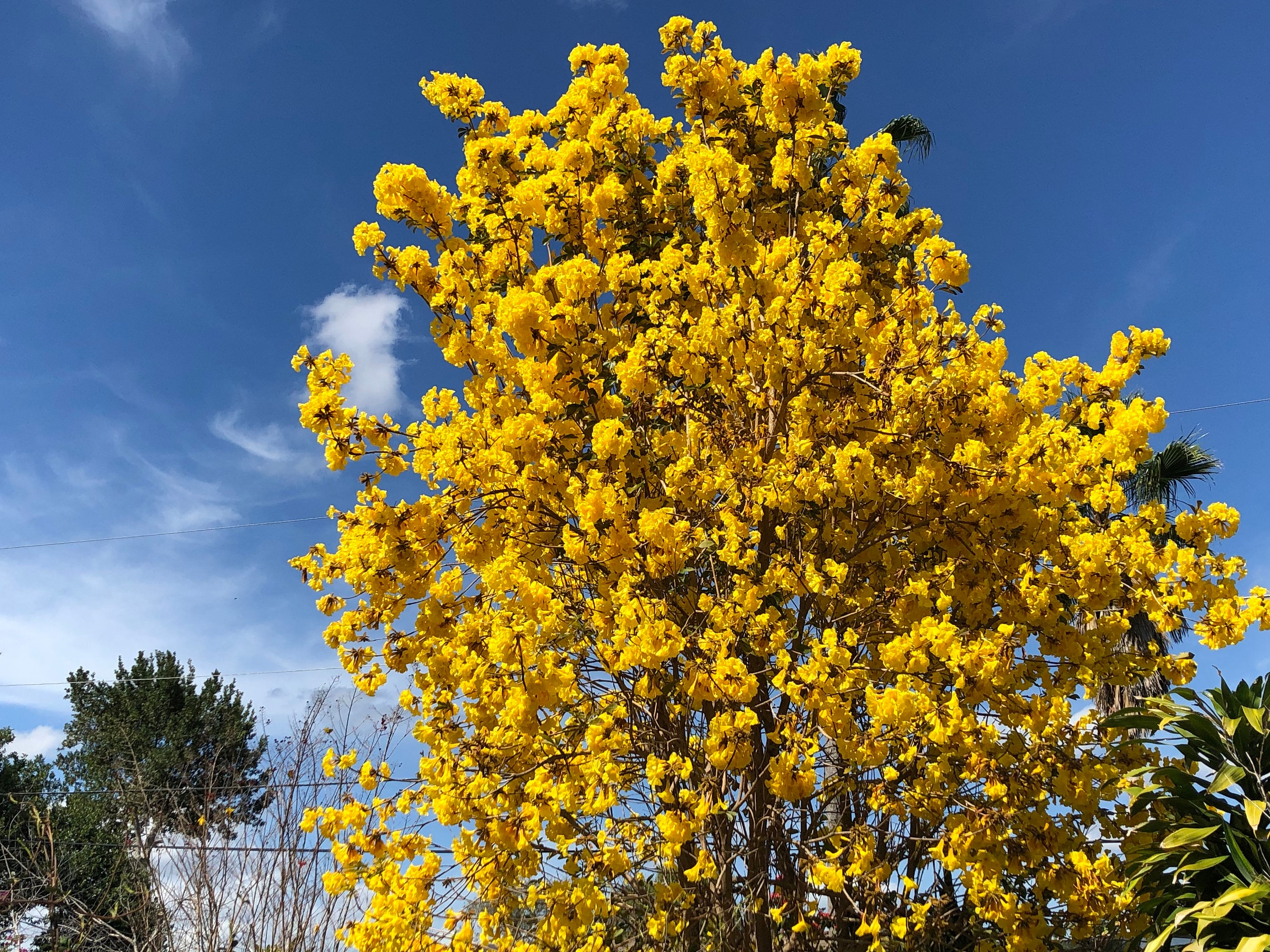 Purple Tabebuia Tree