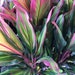 Sherbert Cordyline Ti Plant Seeds - Etsy