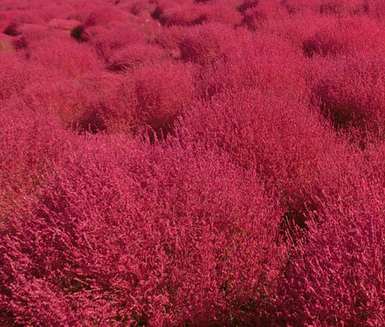 Kochia Burning Ornamental Grass (kochia Trichophylla) Seeds - Etsy