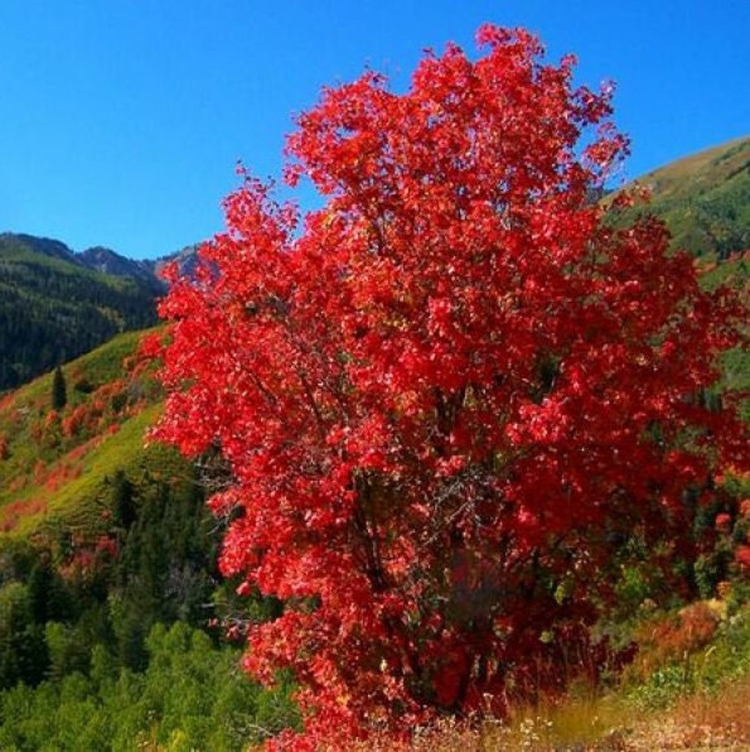 Big Tooth (western Sugar) Maple Tree (acer Grandidentatum) Seeds - Etsy