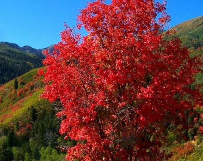 Rocky Mountain Maple Seeds Bulk Mountain Maple Seeds Douglas Maple ...