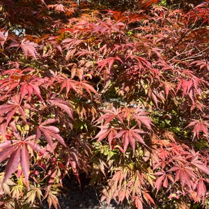 Sherwood Flame Japanese Maple Tree (acer Palmatum 'sherwood Flame ...