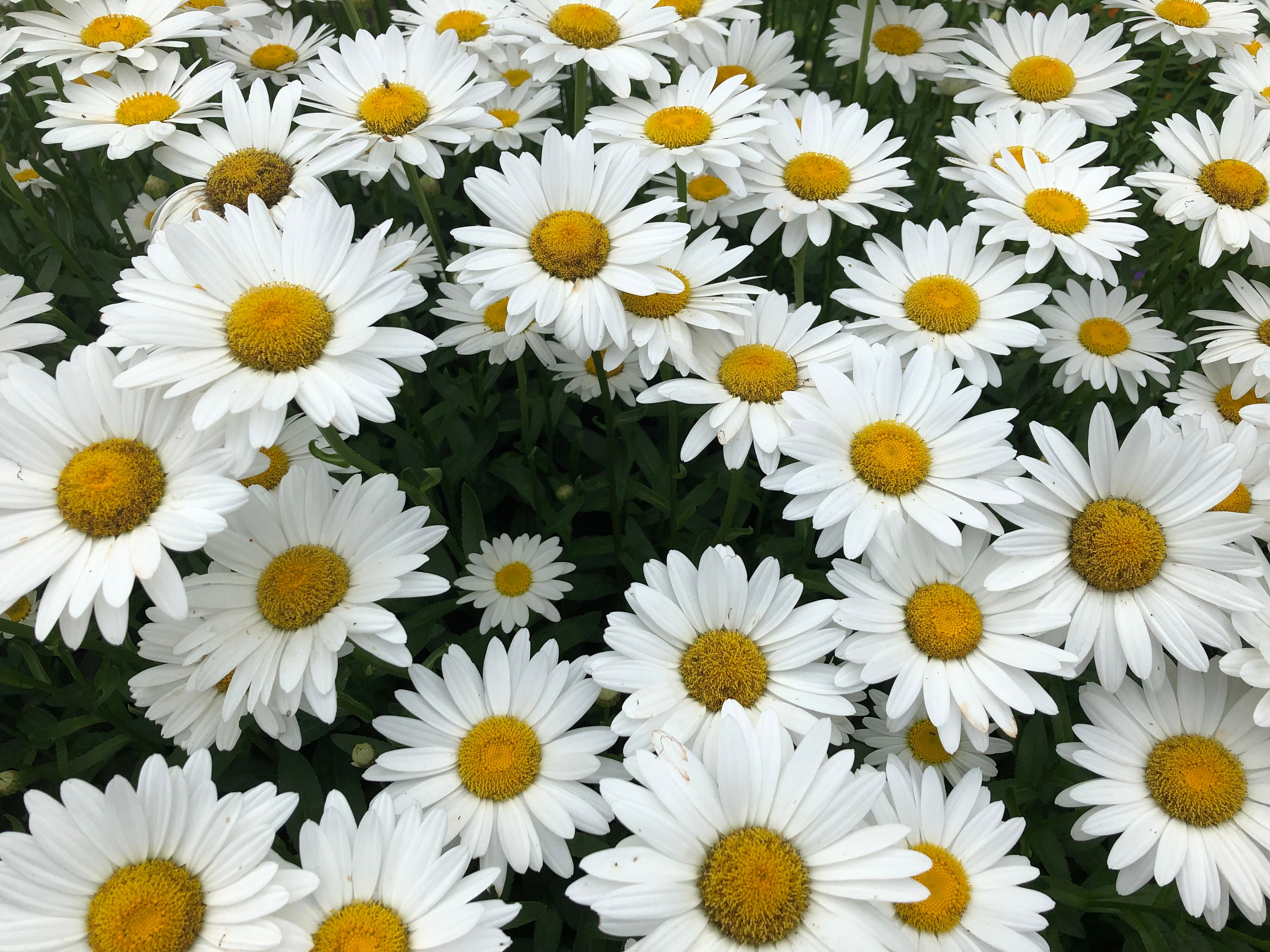 Shasta Daisy Flower (leucanthemum Superbum) Seeds - Etsy