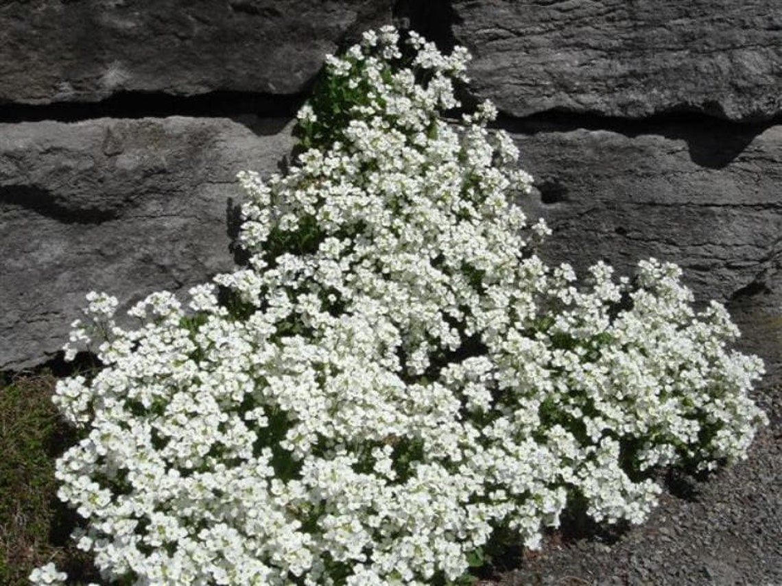 Snow White Rock Cress Groundcover Plant arabis Alpina Seeds - Etsy