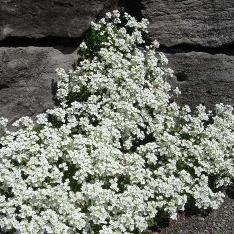 Rock Cress - Etsy