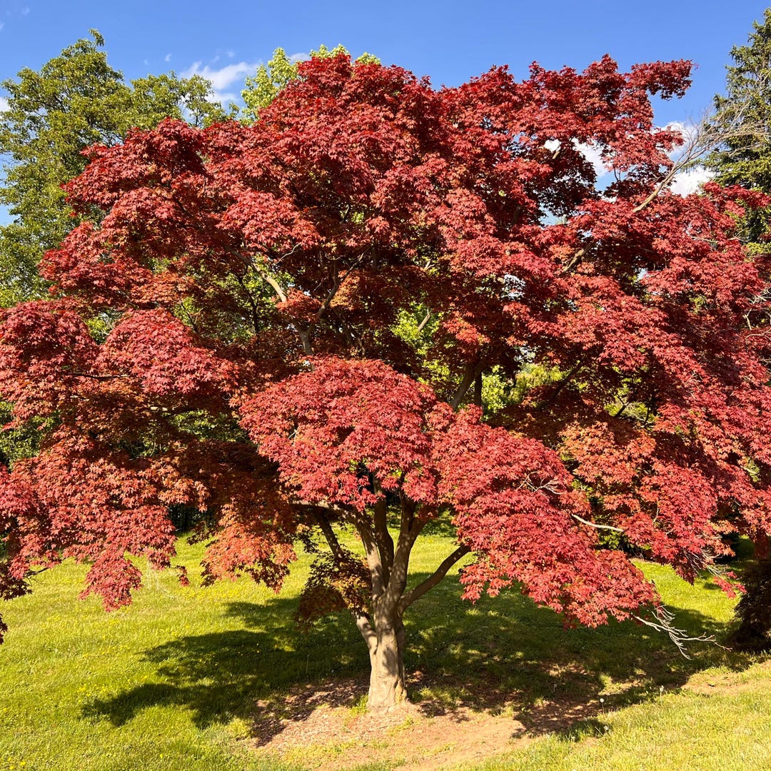 Oshio-beni Japanese Maple Tree (acer Palmatum 'oshio-beni') Seeds - NEW ...