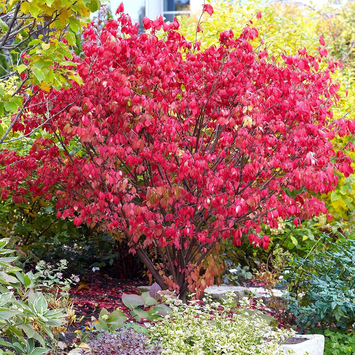 Wahoo Burning Tree Seeds - Etsy