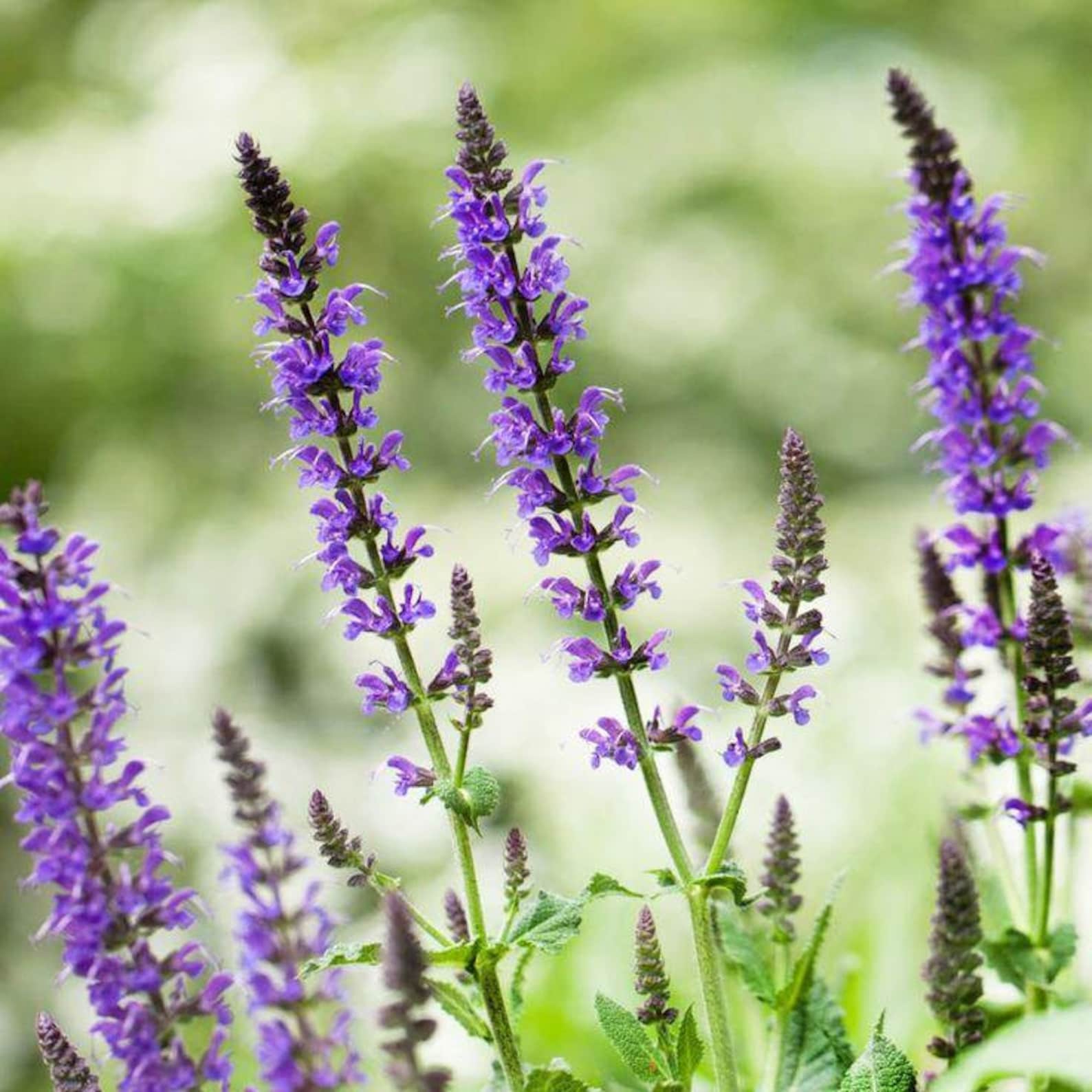Organic Chia Plant (salvia Hispanica) Seeds - Etsy