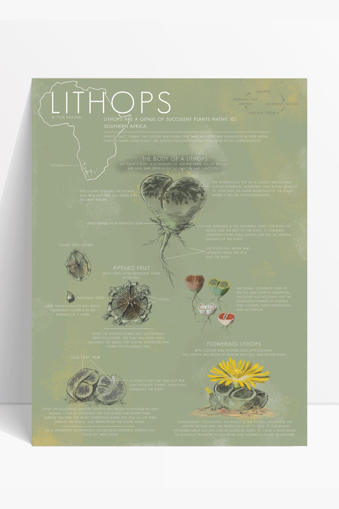 Lithops Life Cycle Chart - Etsy