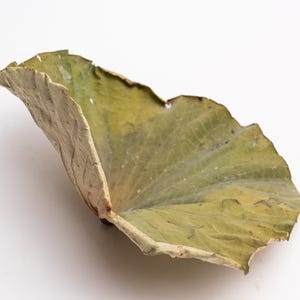 Ultra-hydrophobic Lotus Leaf - Etsy