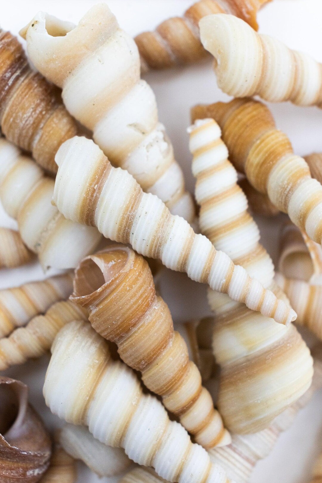 Bulk Terebra Shells 1 Kg - Etsy