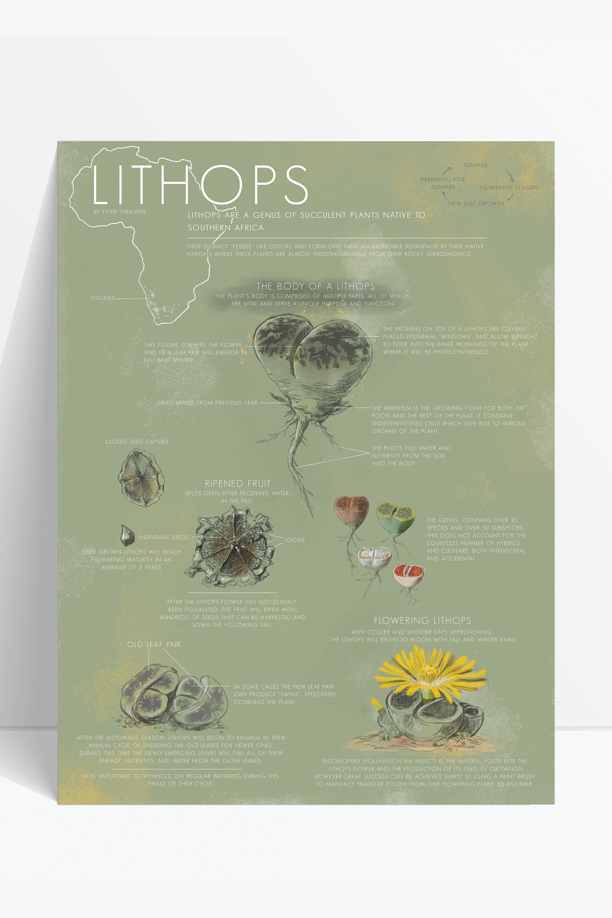 Lithops Life Cycle Chart - Etsy