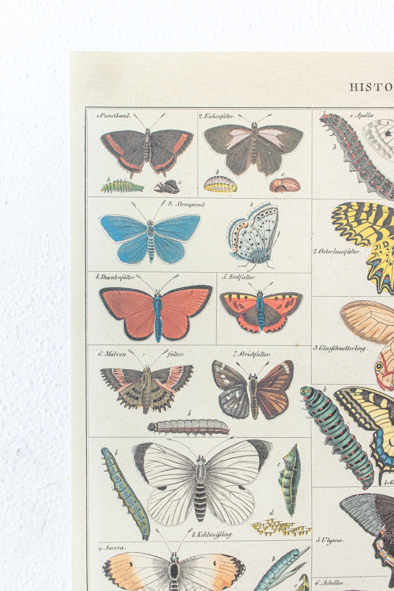 Scientific Butterfly Chart