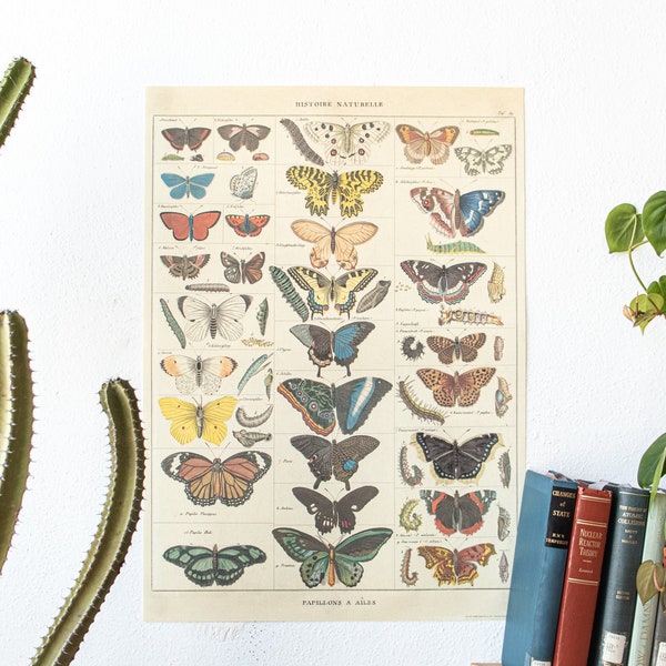 Butterfly Scientific Chart Etsy