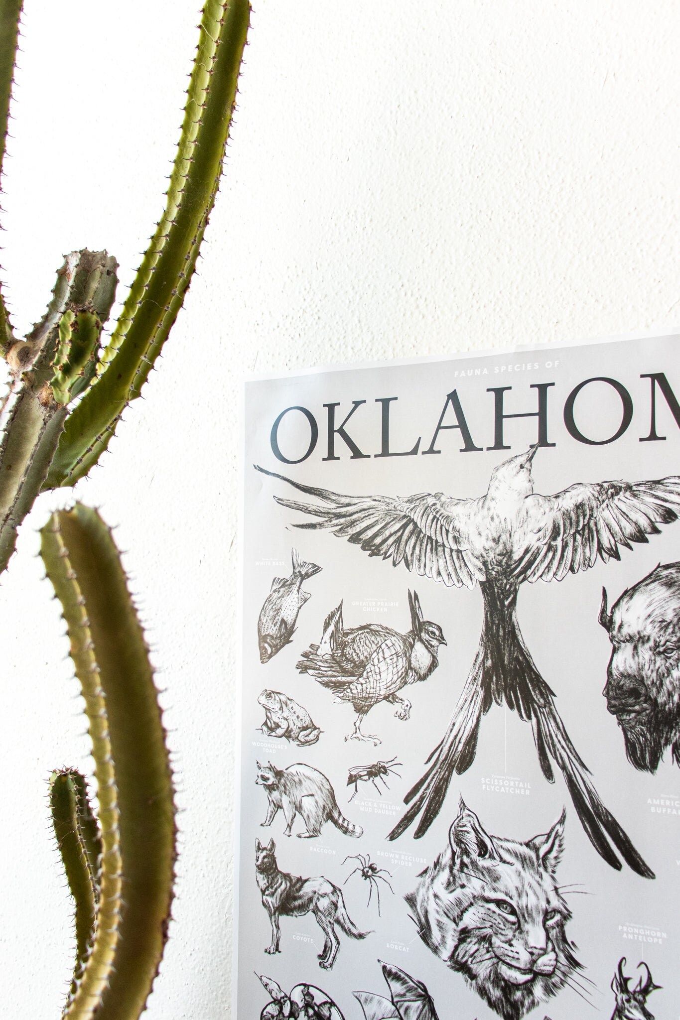 Oklahoma Wildlife Chart - Etsy