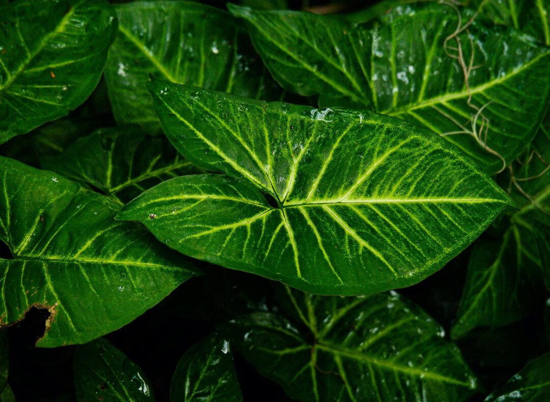 Wild Taro Botanical Florida Nature Photo Print, Tropical Plant Print ...