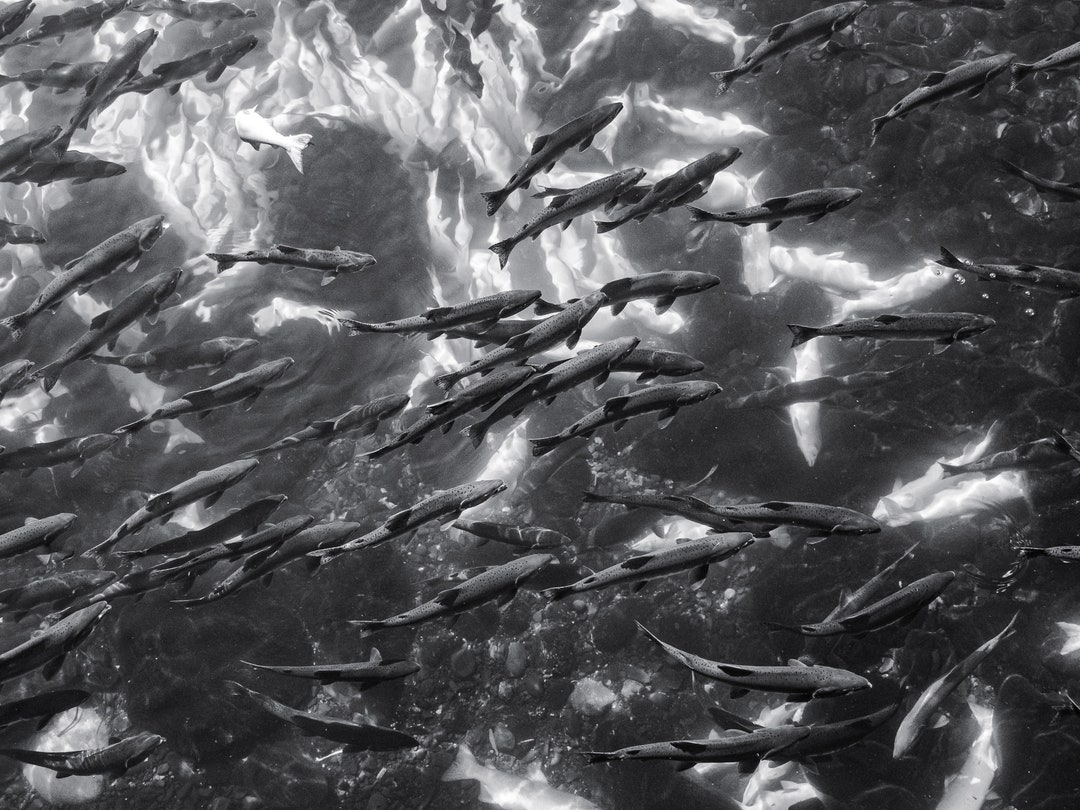 Black and White Salmon Photography Art Print, Alaska Wall Art, Alaska ...