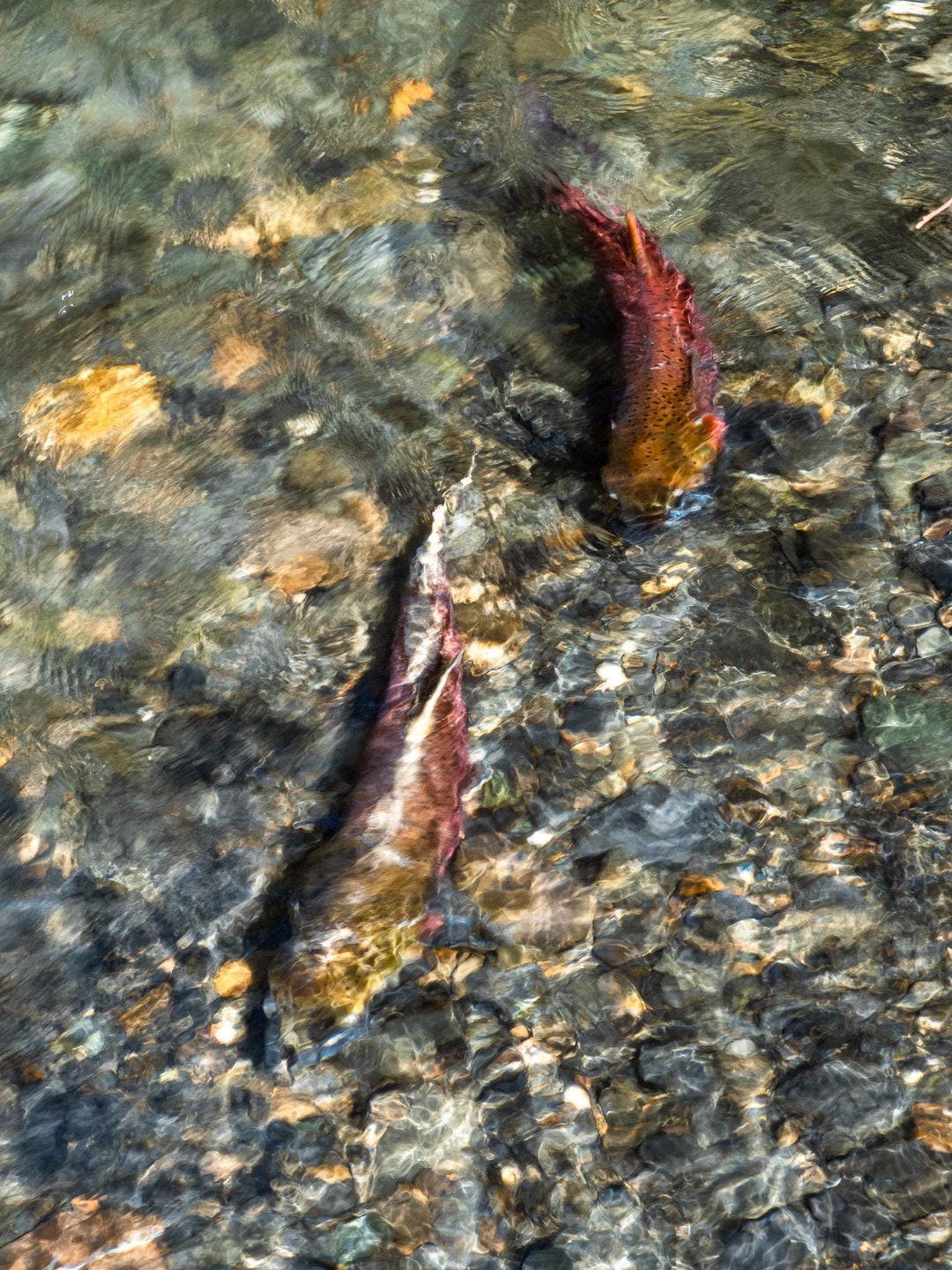 Alaska Spawning Salmon Fine Art Print, Landscape Photography Print ...