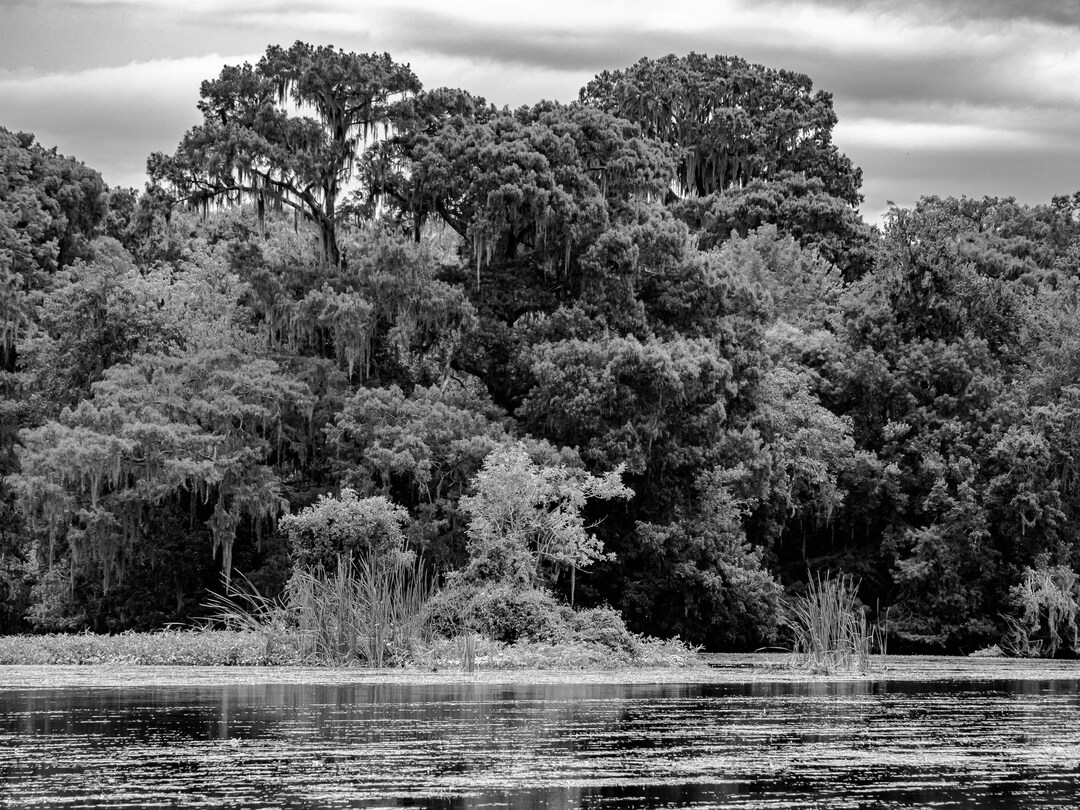 Florida Swamp Black and White Nature Print, Florida Swamp Print ...