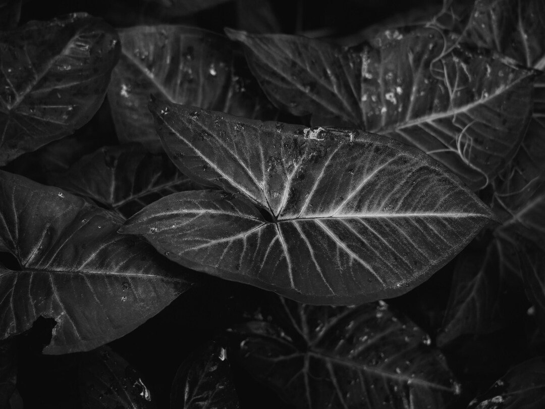 Wild Taro Florida Nature Photography Fine Art Print, Tropical Botanical ...
