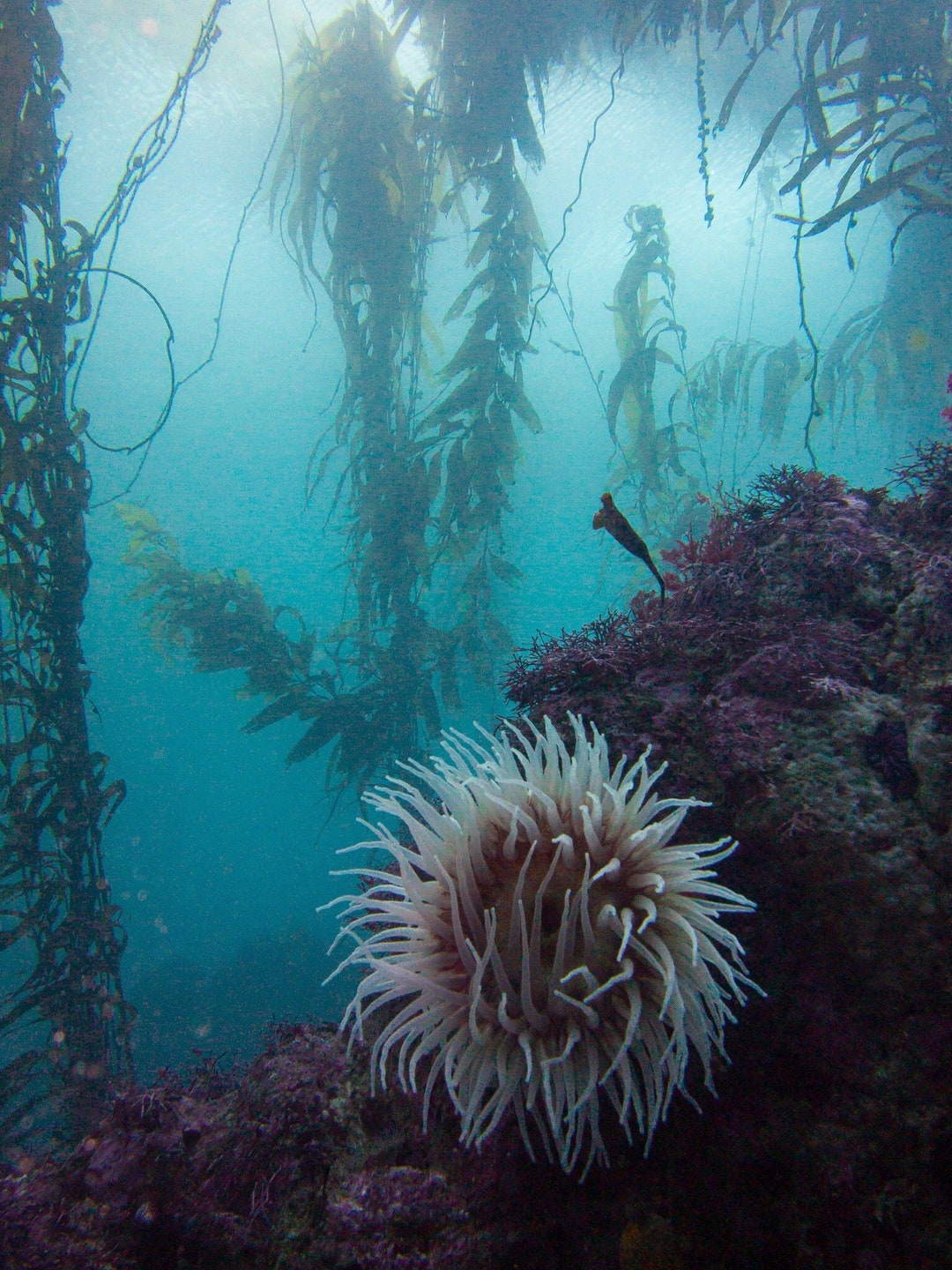 Monterey, California, Giant Kelp Forest Art Print, Underwater ...