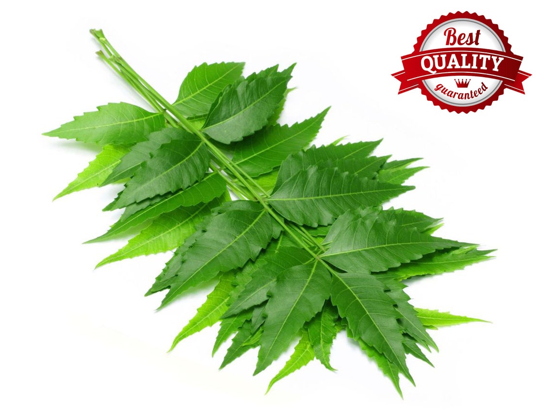 Neem Leaves Dried Pure 100% Organic | Etsy
