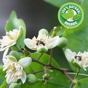 Dried Bael Flower Herbal Tea Beli mal for Healthy Life 100% | Etsy