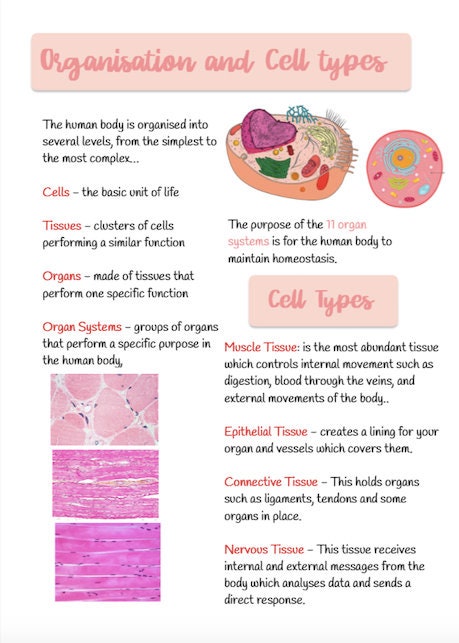 Anatomy and Physiology - the 11 Systems for Student Nurses - Etsy