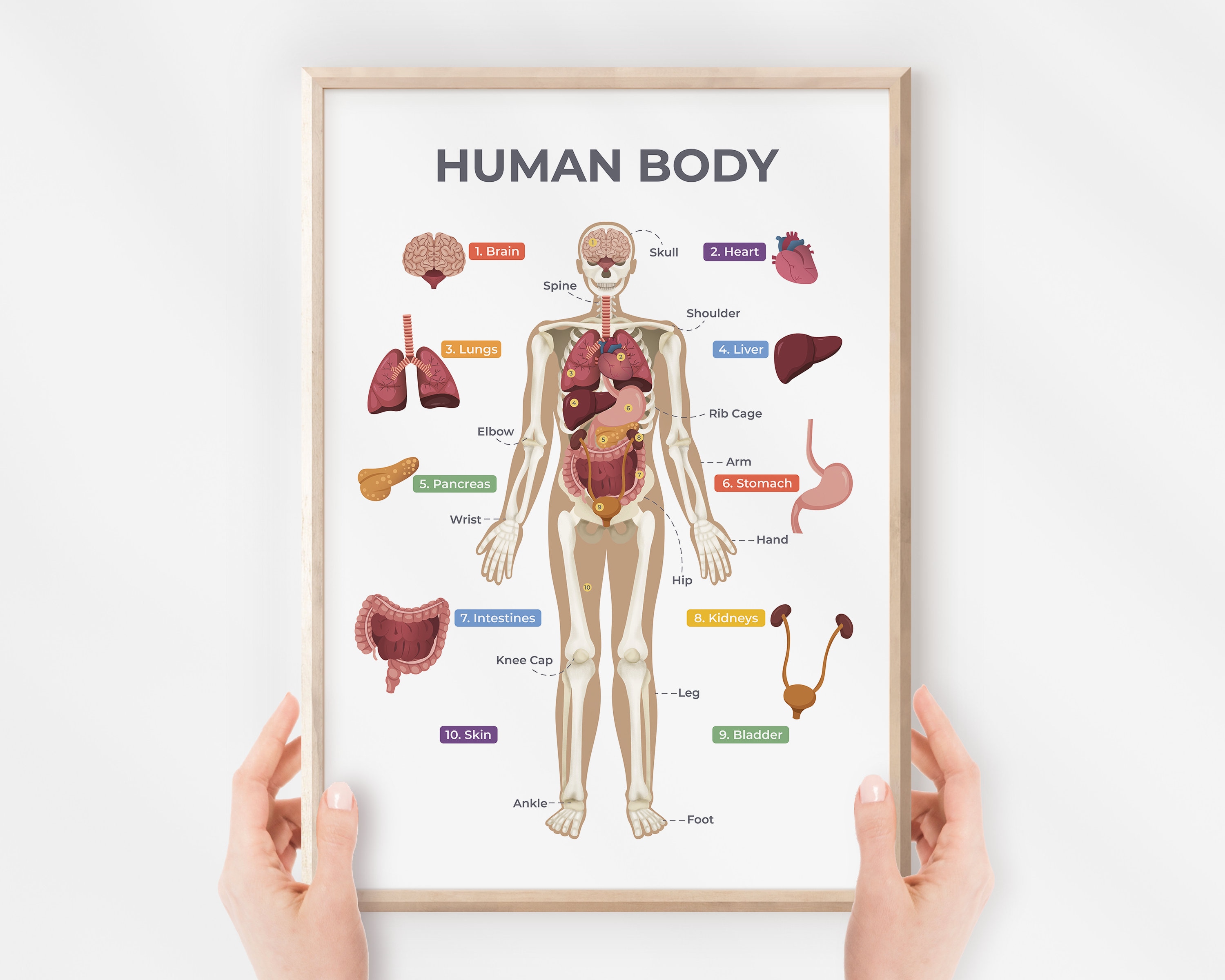 Human Anatomy Body Chart
