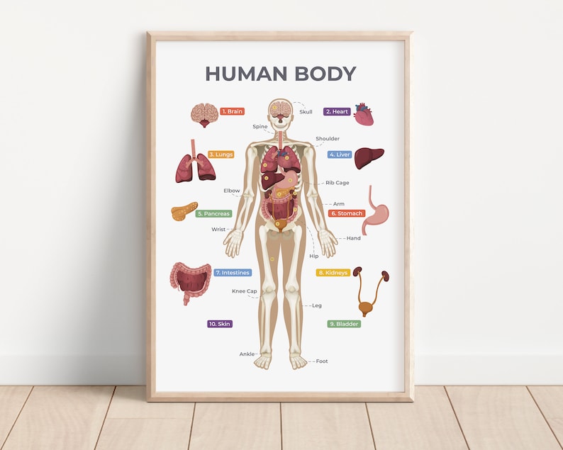 Human Body Poster, Organs Chart, Anatomy, Skeleton, Educational ...