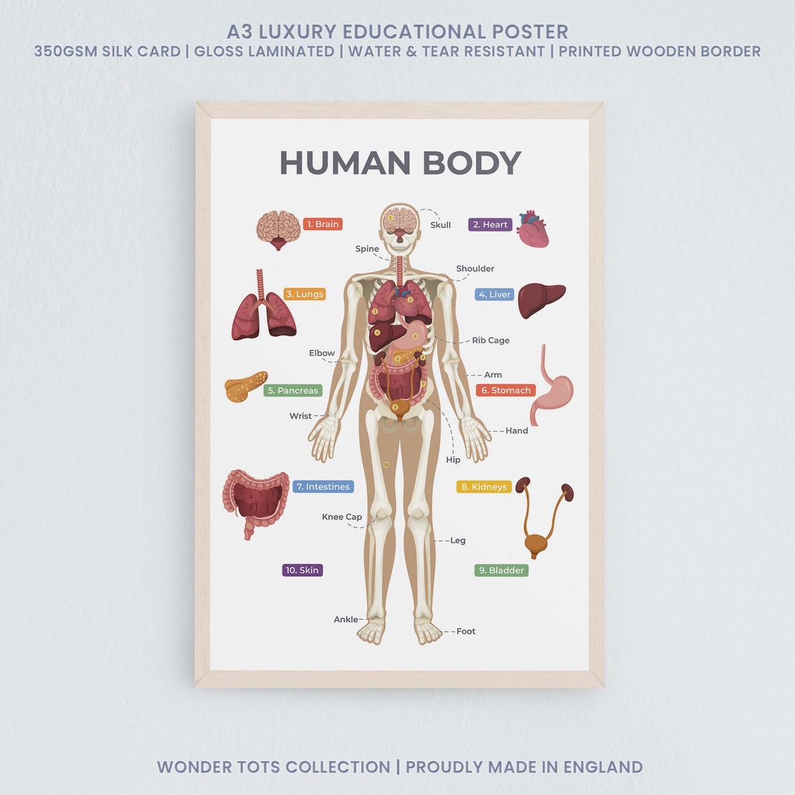 World Map, Solar System, Human Body | A3 Educational Posters for ...