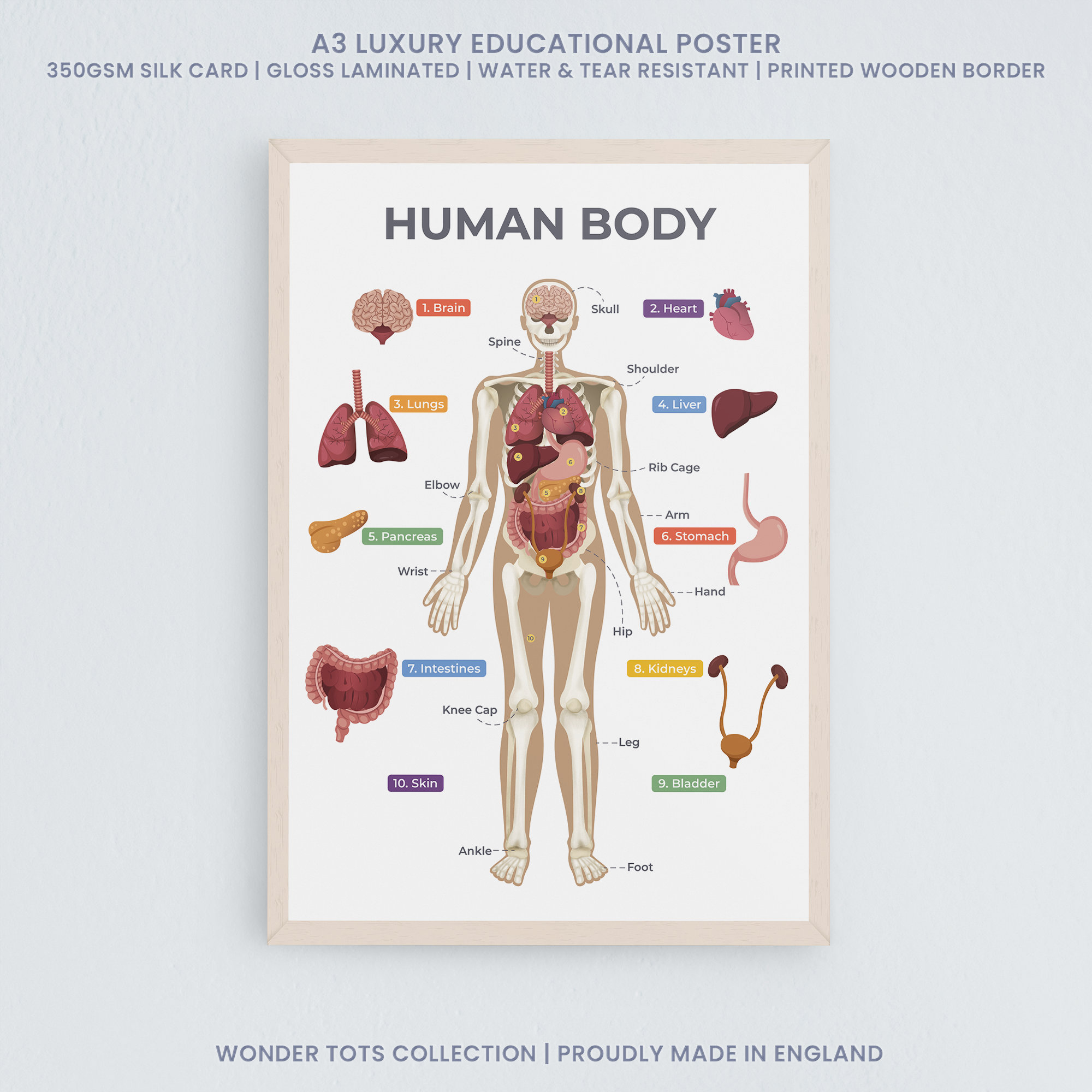 World Map Solar System Human Body A3 Educational Posters - Etsy UK