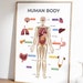 Human Body Poster, Organs Chart, Anatomy, Skeleton, Educational ...