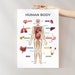 Human Body Poster, Organs Chart, Anatomy, Skeleton, Educational ...