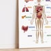 Human Body Poster, Organs Chart, Anatomy, Skeleton, Educational ...