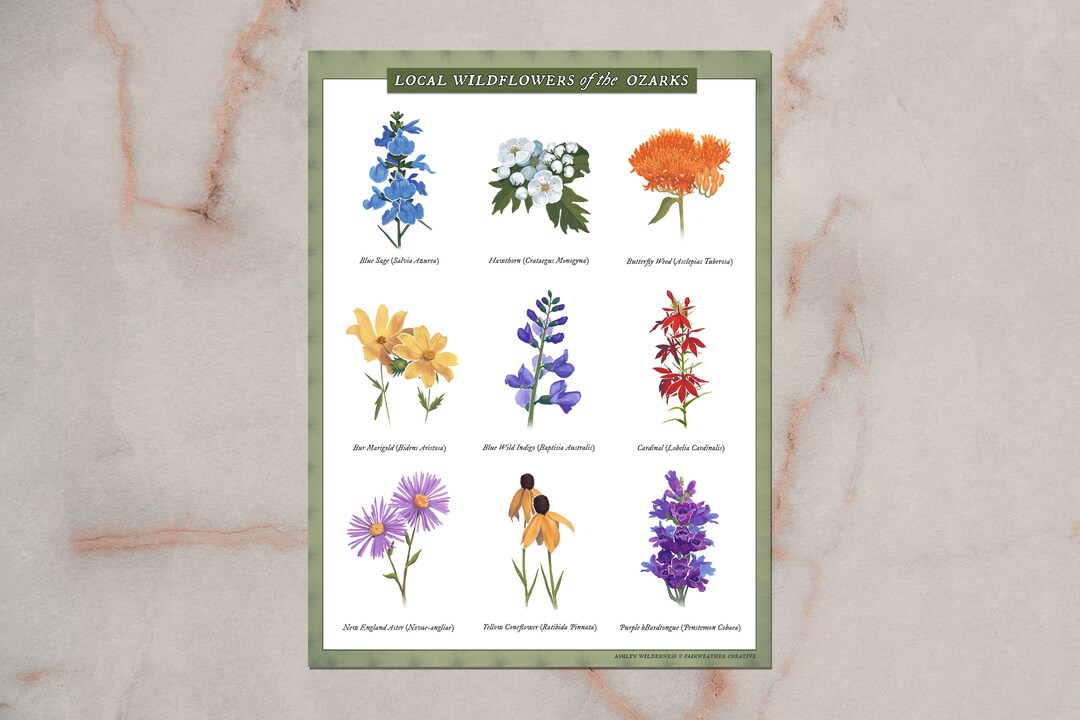 OZARK WILDFLOWER GUIDE Real Print | Ozarks Wall Art, Wildflowers in ...