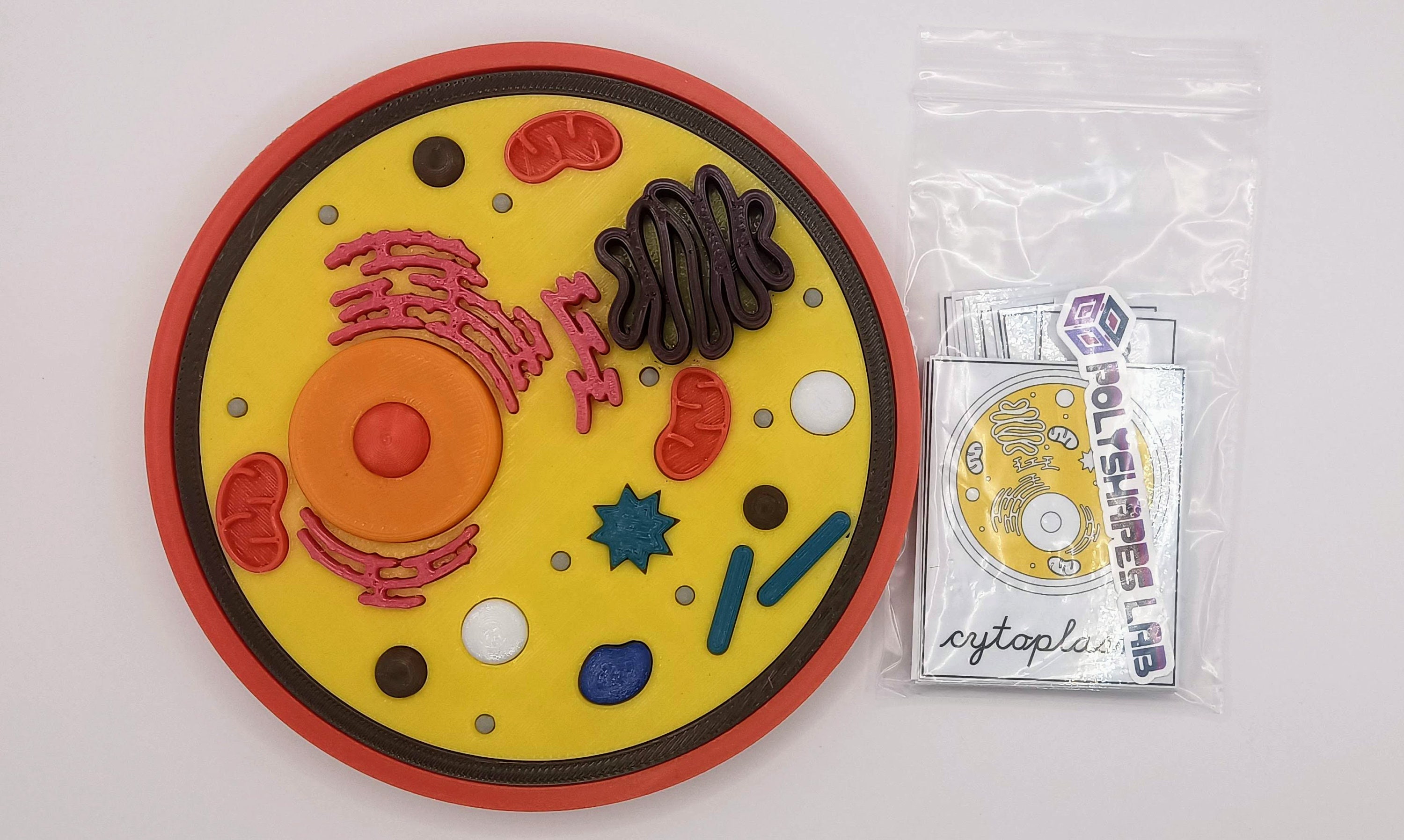 Eenvoudig Plantenceldiagram Zonder Labels