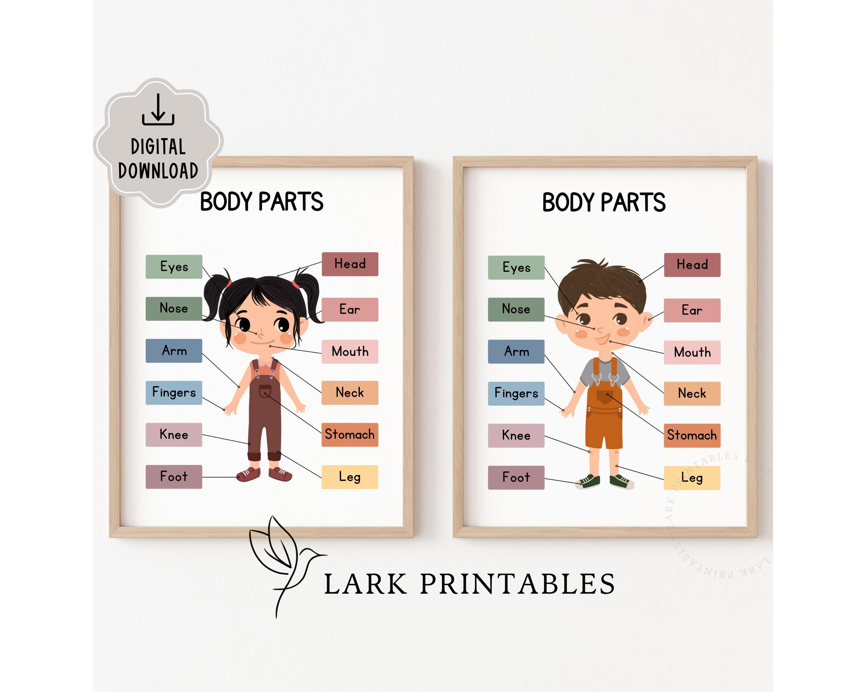 Body Parts Poster, Homeschool Educational Prints for Toddlers, Human ...