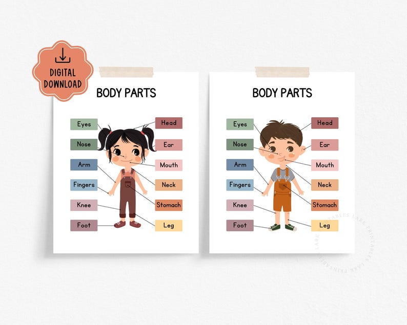 Body Parts Poster, Homeschool Educational Prints for Toddlers, Human ...