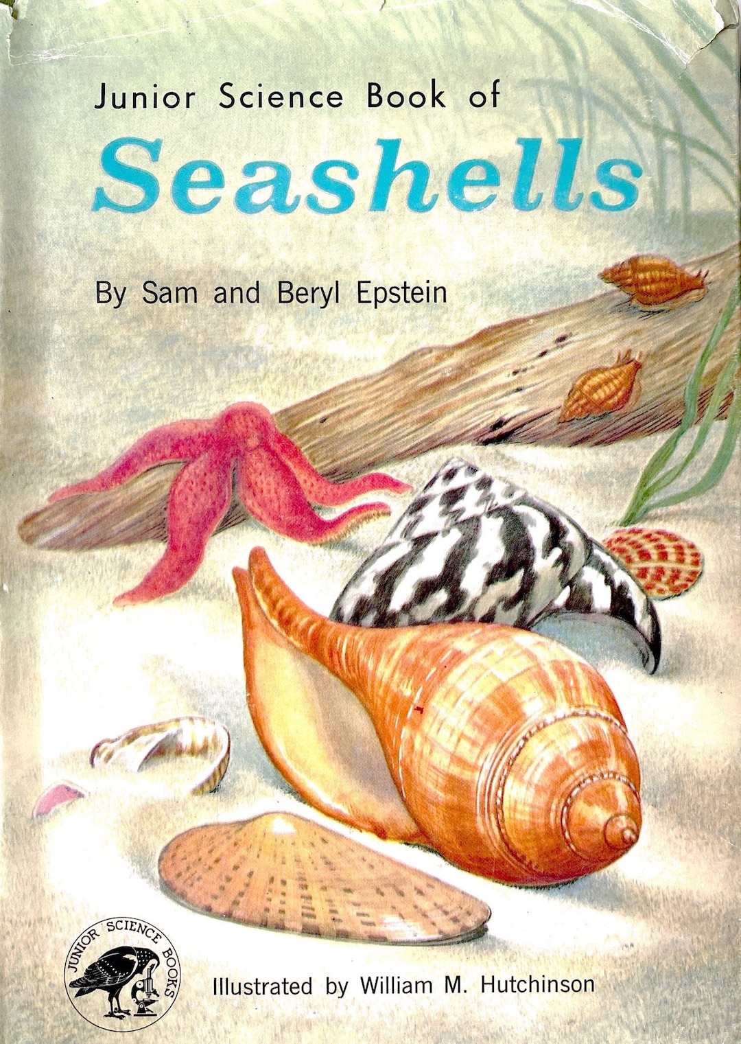 Junior Science Book of Seashells Homeschool Seashore Seaside Shell ...