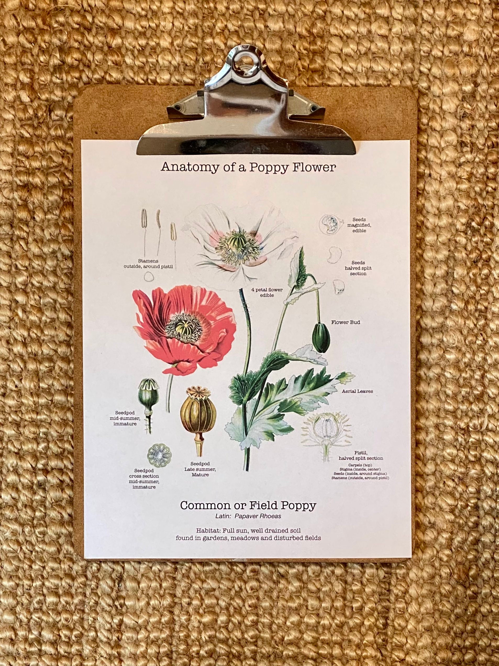 Anatomy of a Poppy Flower Homeschool Nature Study Vintage Botanical ...