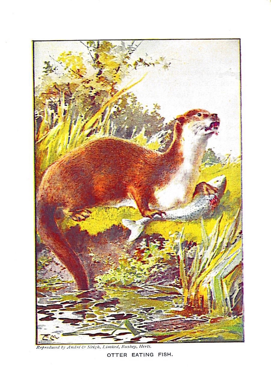 Pond and River Nature Study by Arabella Buckley Book 2 Eyes and No Eyes ...