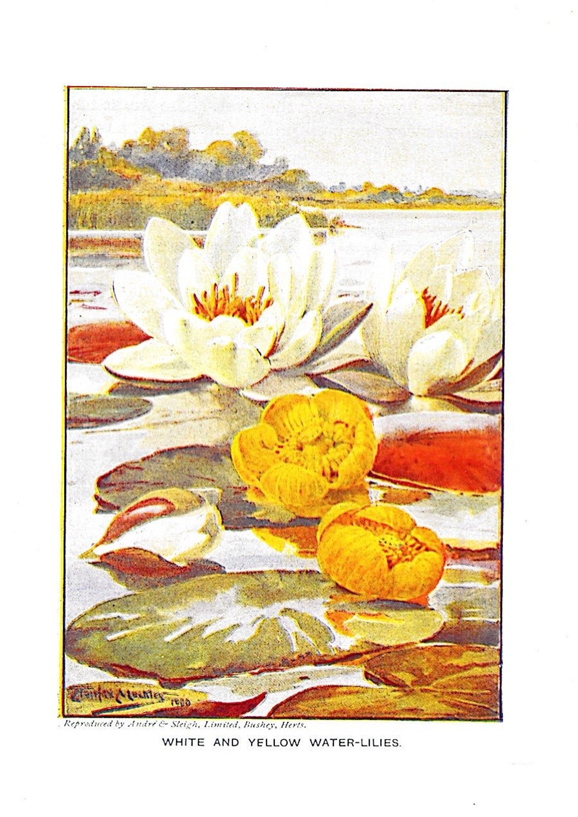 Pond and River Nature Study by Arabella Buckley Book 2 Eyes and No Eyes ...