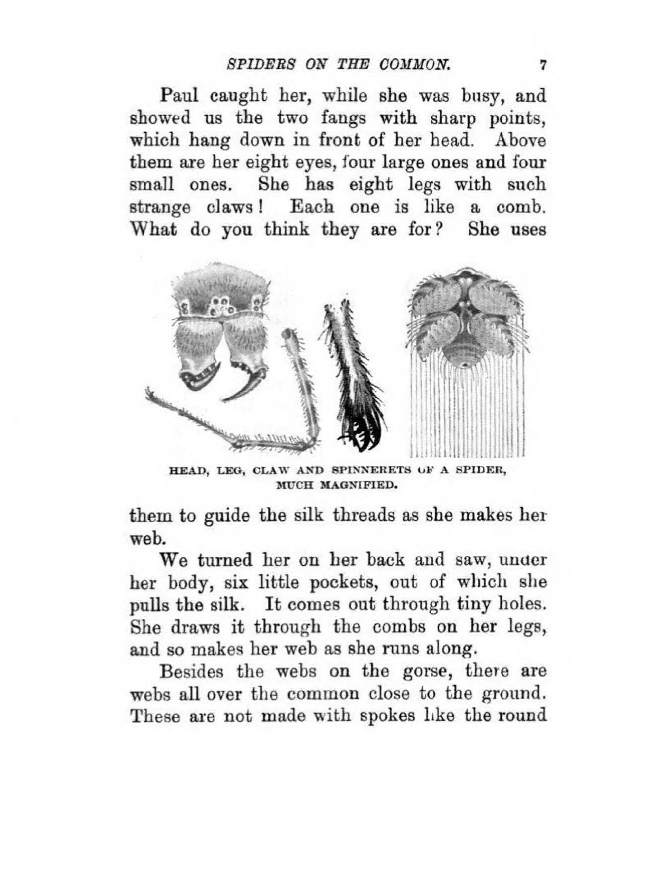 Wildlife in the Woods and Field by Arabella Buckley Book 1 1903 Eyes ...